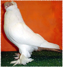White Pigeon Photo Collection: White Helmet Pigeon