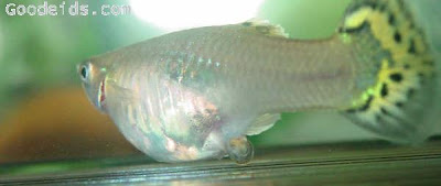 Guppy Giving Birth | Fancy Guppy Fish