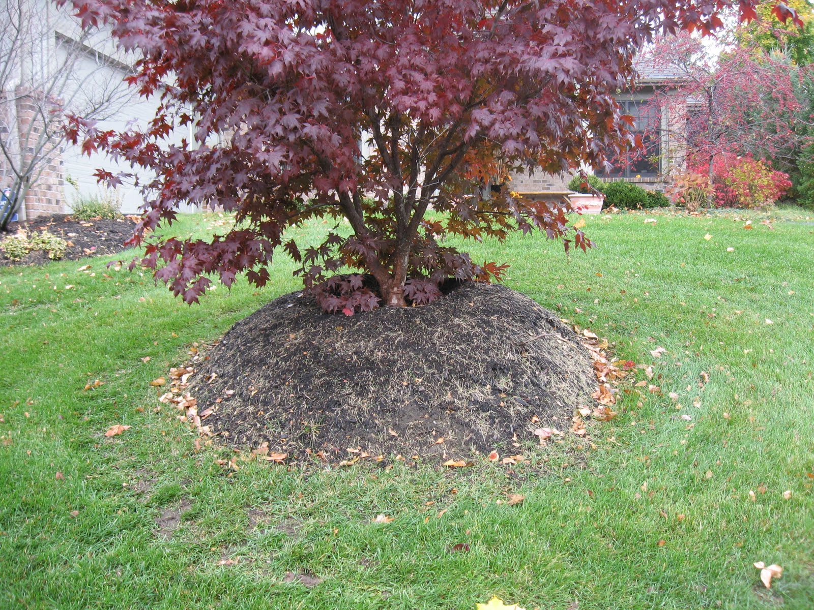 Summit Talk: Tree Excavation