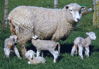 Woolshed 1: Animal behaviour and welfare: Sheep Part 2
