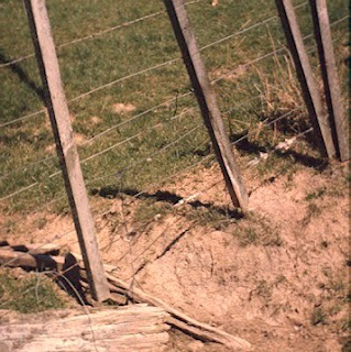 Woolshed 1: Animal behaviour and welfare: Goats Part 1