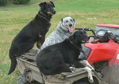 Woolshed 1: New Zealand farm working dogs. The NZ Huntaway
