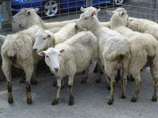 Woolshed 1: Animal behaviour and welfare: Sheep Part 3