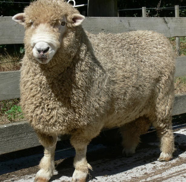 Woolshed 1: Breeding sheep to eliminate dags and worms. 9.