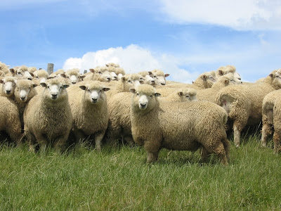 Woolshed 1: Sheep breeds in New Zealand