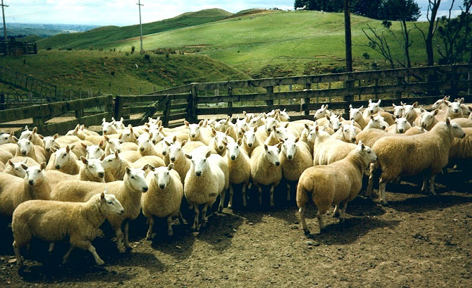 Woolshed 1: Sheep breeds in New Zealand