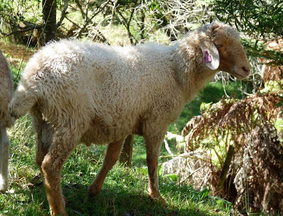 Woolshed 1: Sheep breeds in New Zealand