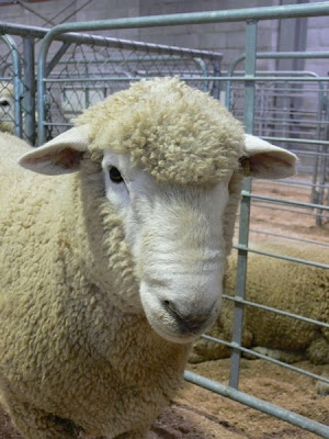 Woolshed 1: Sheep Farm Husbandry - Sheep behaviour and handling