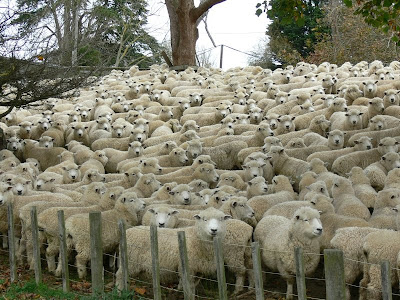 Woolshed 1: Sheep Farm Husbandry - Preparation for Shearing