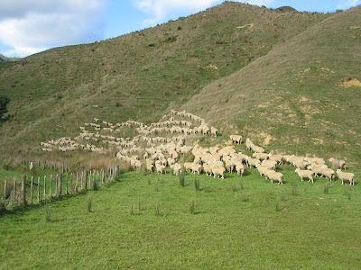 Woolshed 1: Sheep Farm Husbandry - Glossary