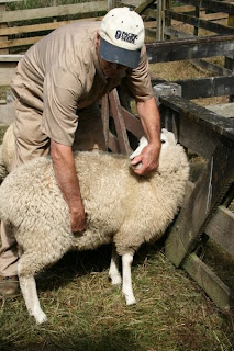 Woolshed 1: Sheep Farm Husbandry - Sheep behaviour and handling