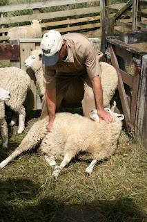 Woolshed 1: Sheep Farm Husbandry - Sheep behaviour and handling