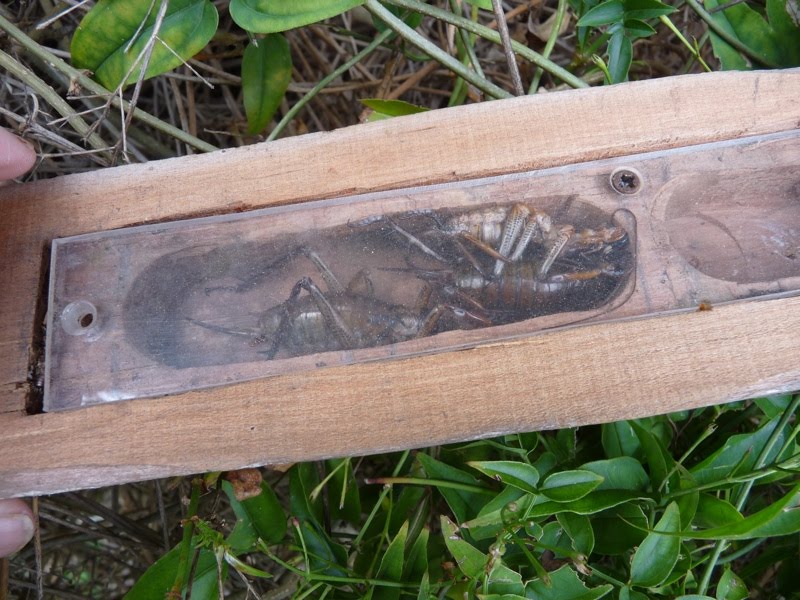 Woolshed 1: Making houses for New Zealand native Weta