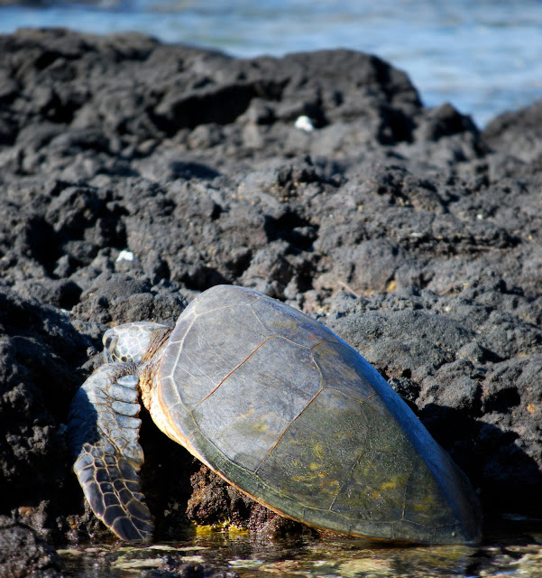 Zach Aboard: Turtle Tide Pool