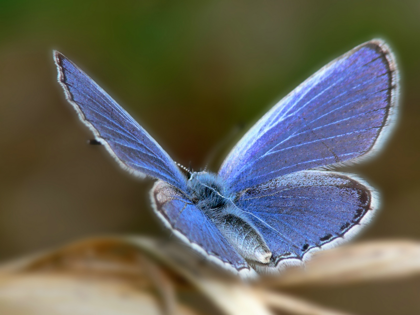 Amazing Images: Blue Butterfly | 100snaps