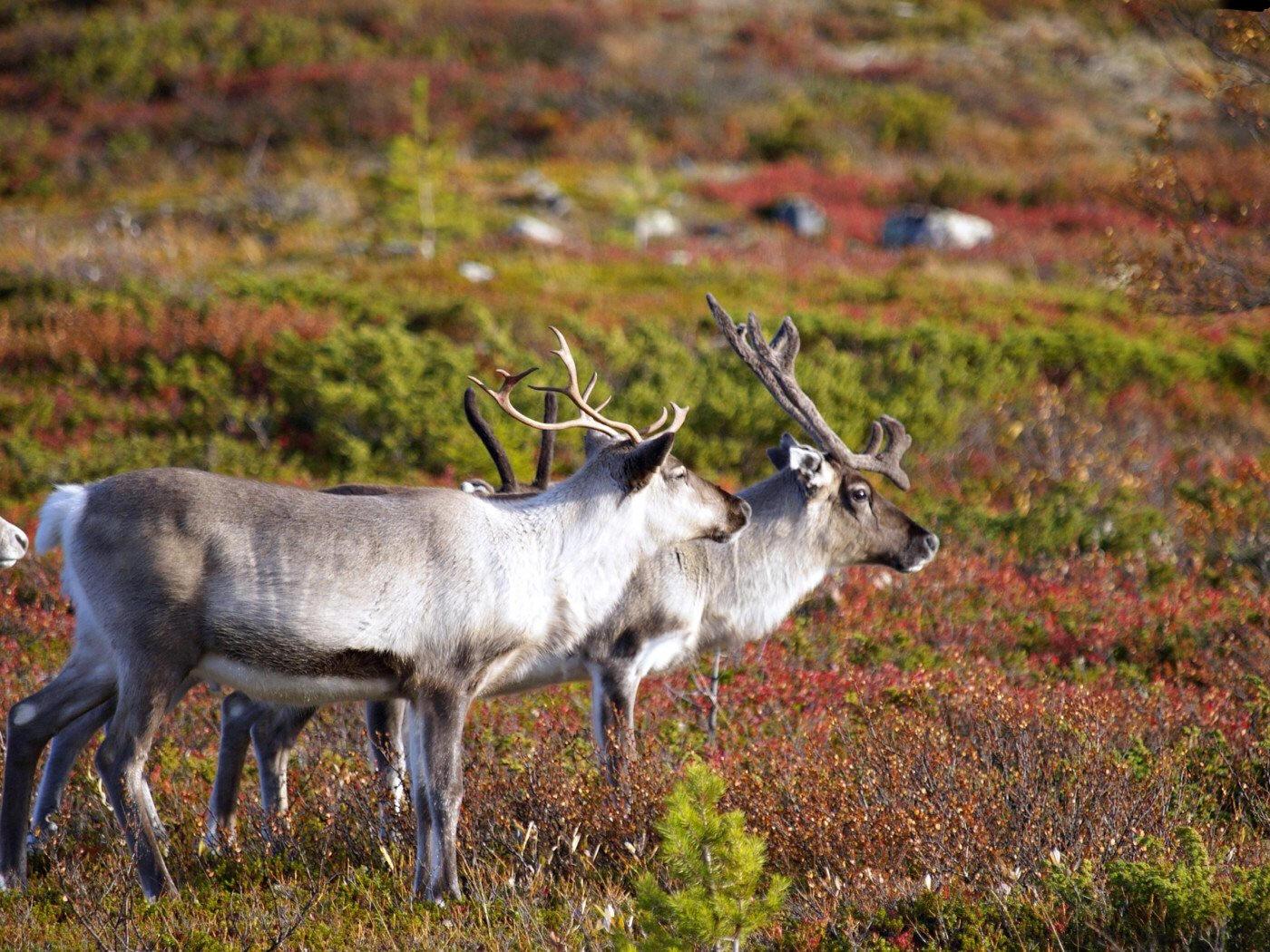 Animal Kingdom Wallpapers: Reindeer (Caribou)