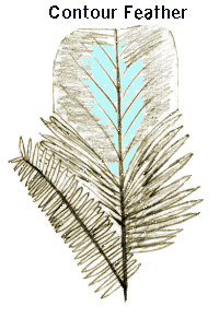 WELCOME TO AVES: BIRDS UNIQUE FEATHERS