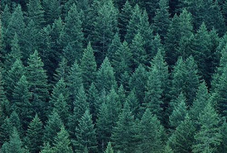 internet world ecology: ECOLOGIA : LA FORESTA BOREALE DEL CANADA