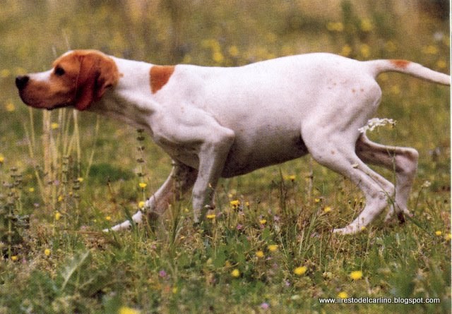 blog sul cane e i cuccioli: Le razze del gruppo 7: IL POINTER