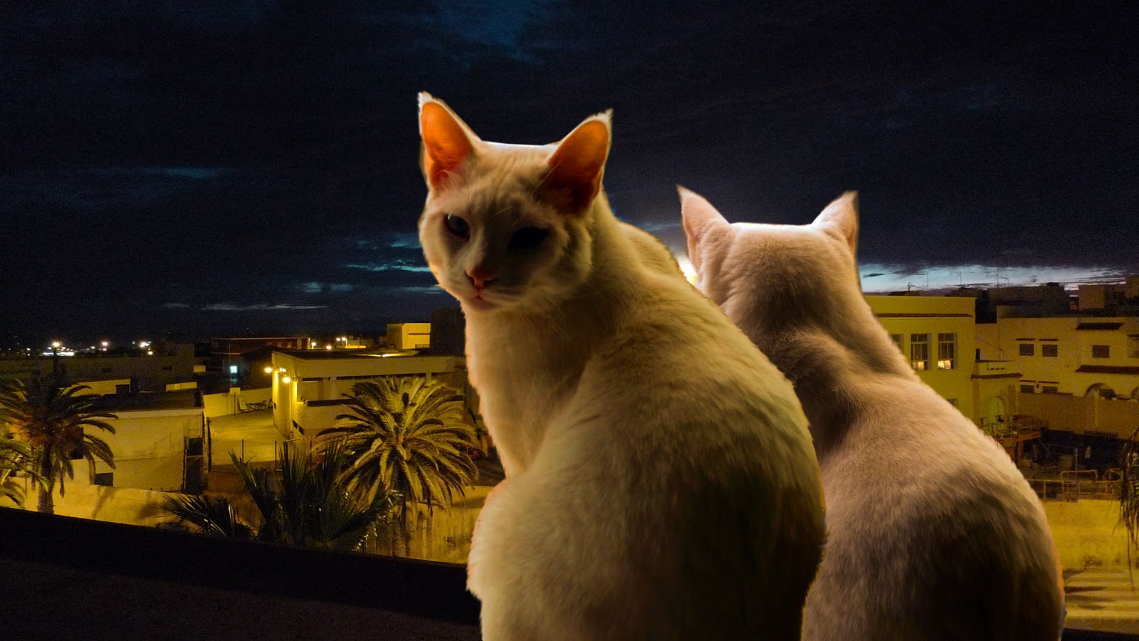 EN UN LUGAR DEL CORAZÓN DE UN GATO: RONRONEANDO 2