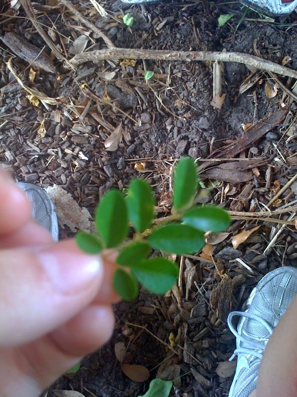 University Colloquium Journal: ECHO 3 Maringa