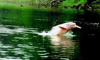 BOTO COR DE ROSA: características gerais dos botos