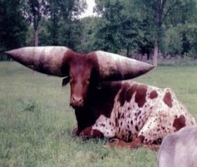 Mati Dihempap Pokok Reput