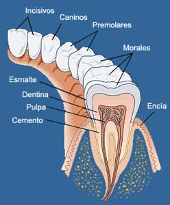 Los Dientes: ¿Que son los Dientes?
