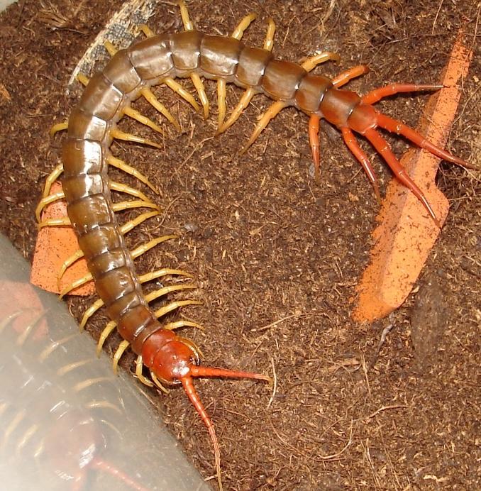 HAYVANLAR ALEMİ: Omurgasız Hayvanlar