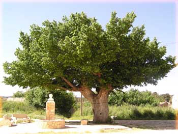 Ladrillo del Vidrio: El arbol se llama "Olmo", es grande y hermoso!