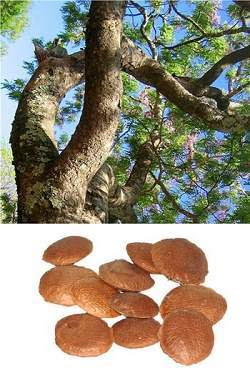 Natural & Bela: Como fazer o chá de sucupira