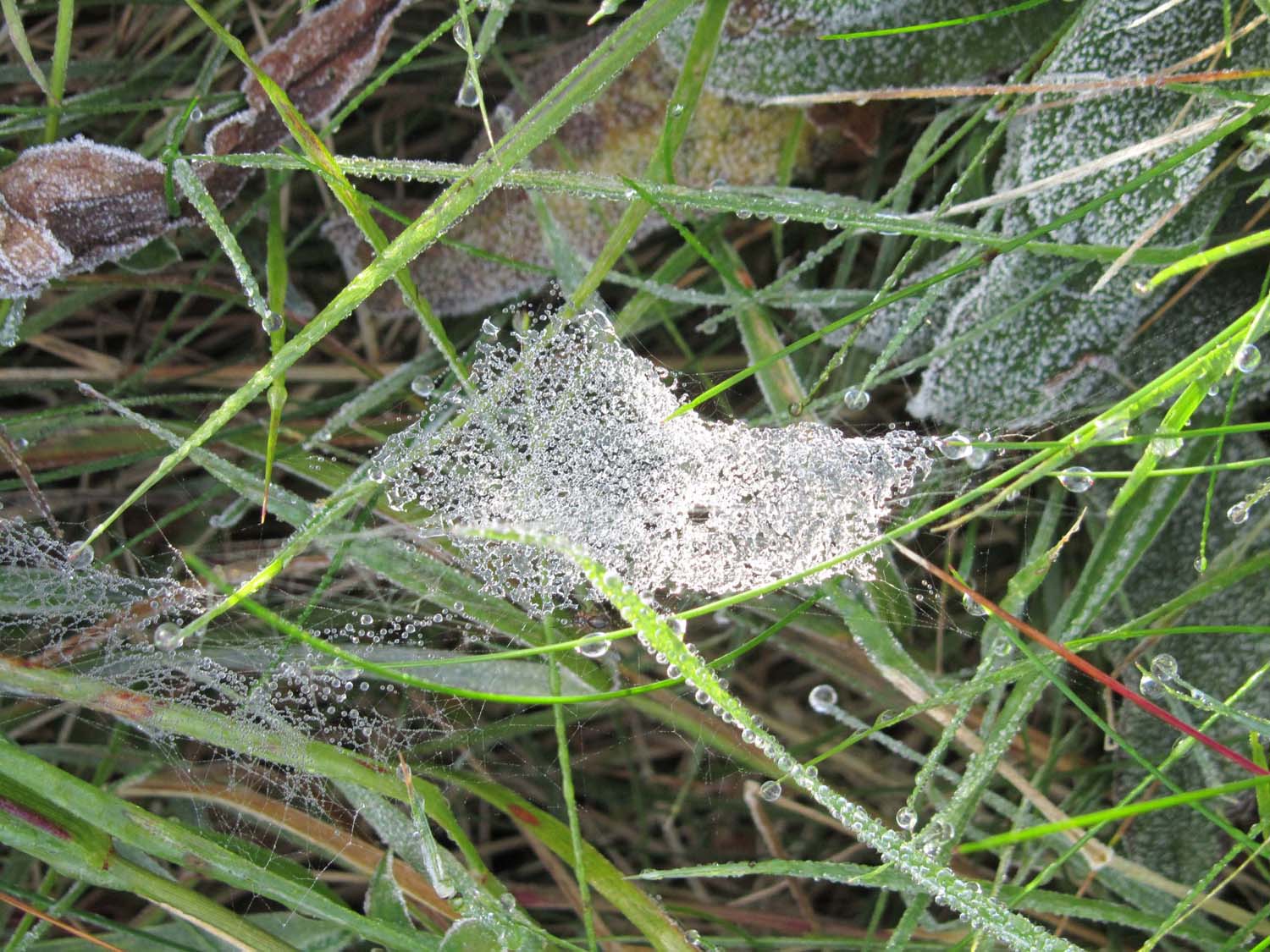 BT - The Crafty Gardener: A Misty Morning in Doorus, County Clare
