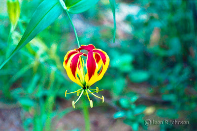 Observations of Africa: Flame Lilly