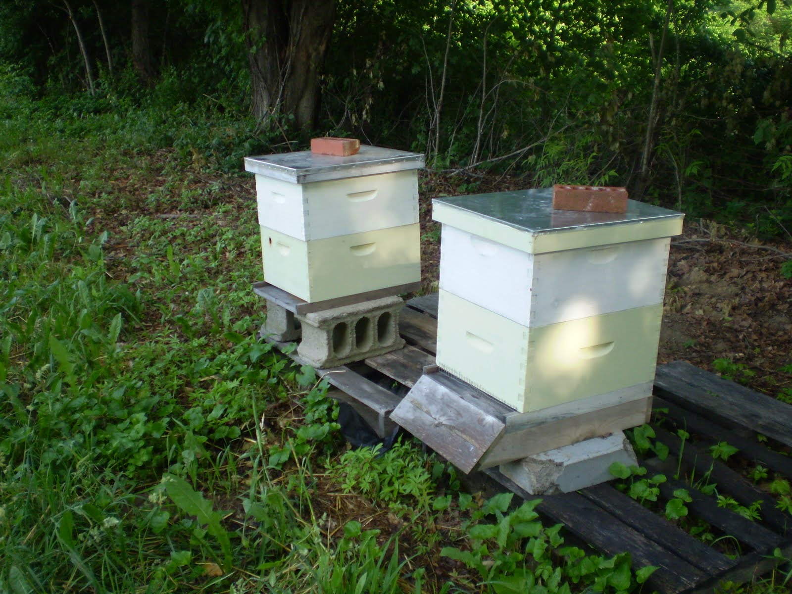 Bee Caretaking Novice: Langstroth hives