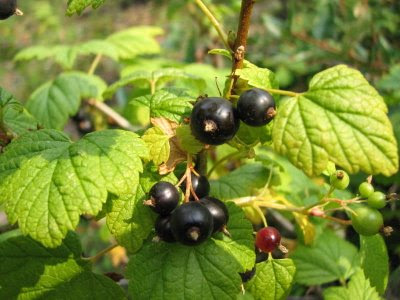 Yukon Wild Berries: Ribes hudsonianum