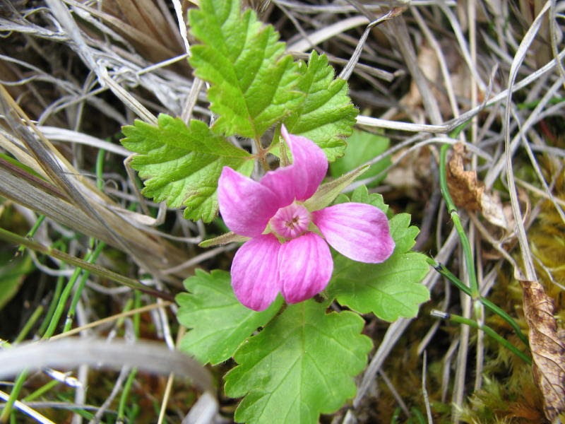 Yukon Wild Berries: Rubus arcticus ssp acaulis