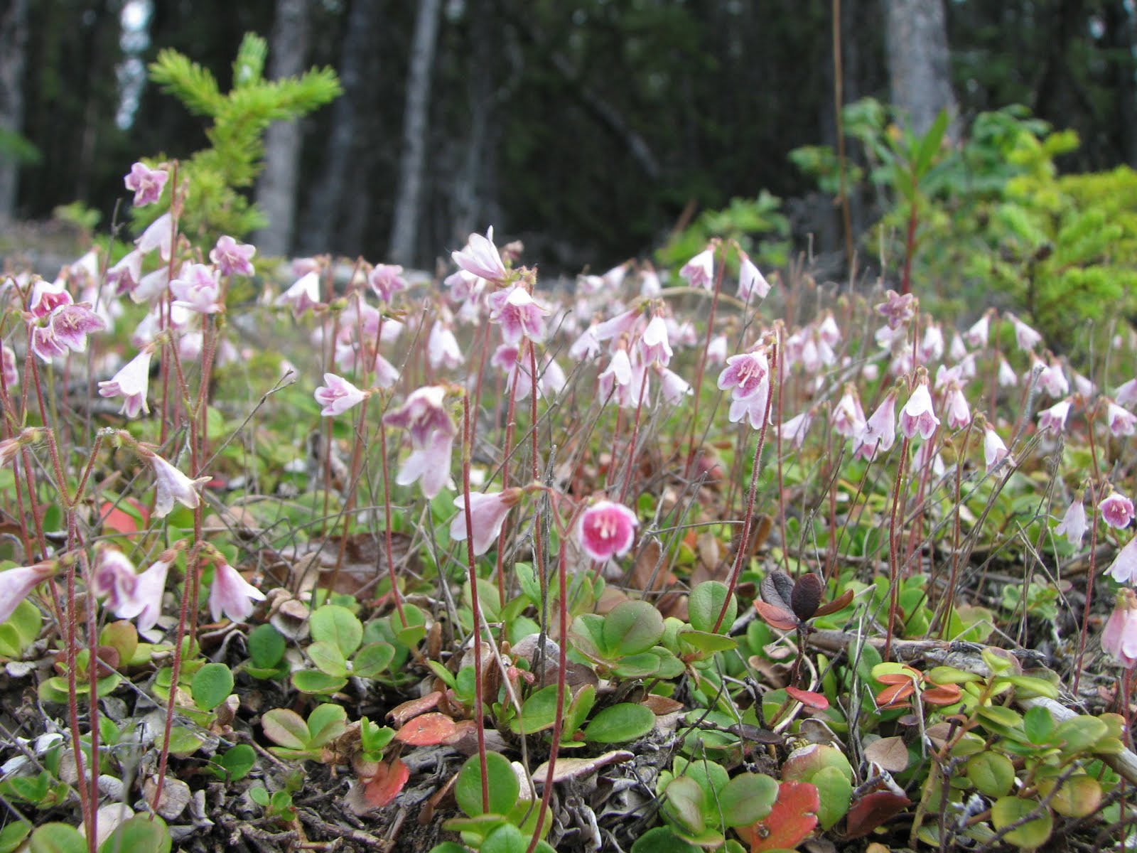 keeper of wild places: Linnaea borealis