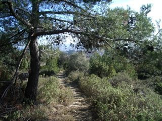 Tales from Languedoc Wine Country: Garrigue - what is it?