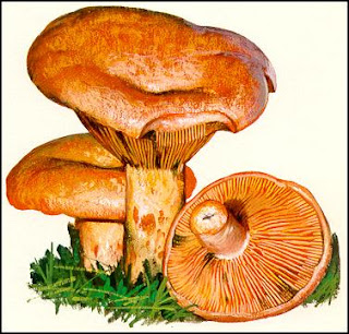 COSETAS DE ADELITA: NISCALO O ROBELLON