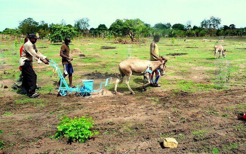 The Gambian Goat Post: World Cup of Farming