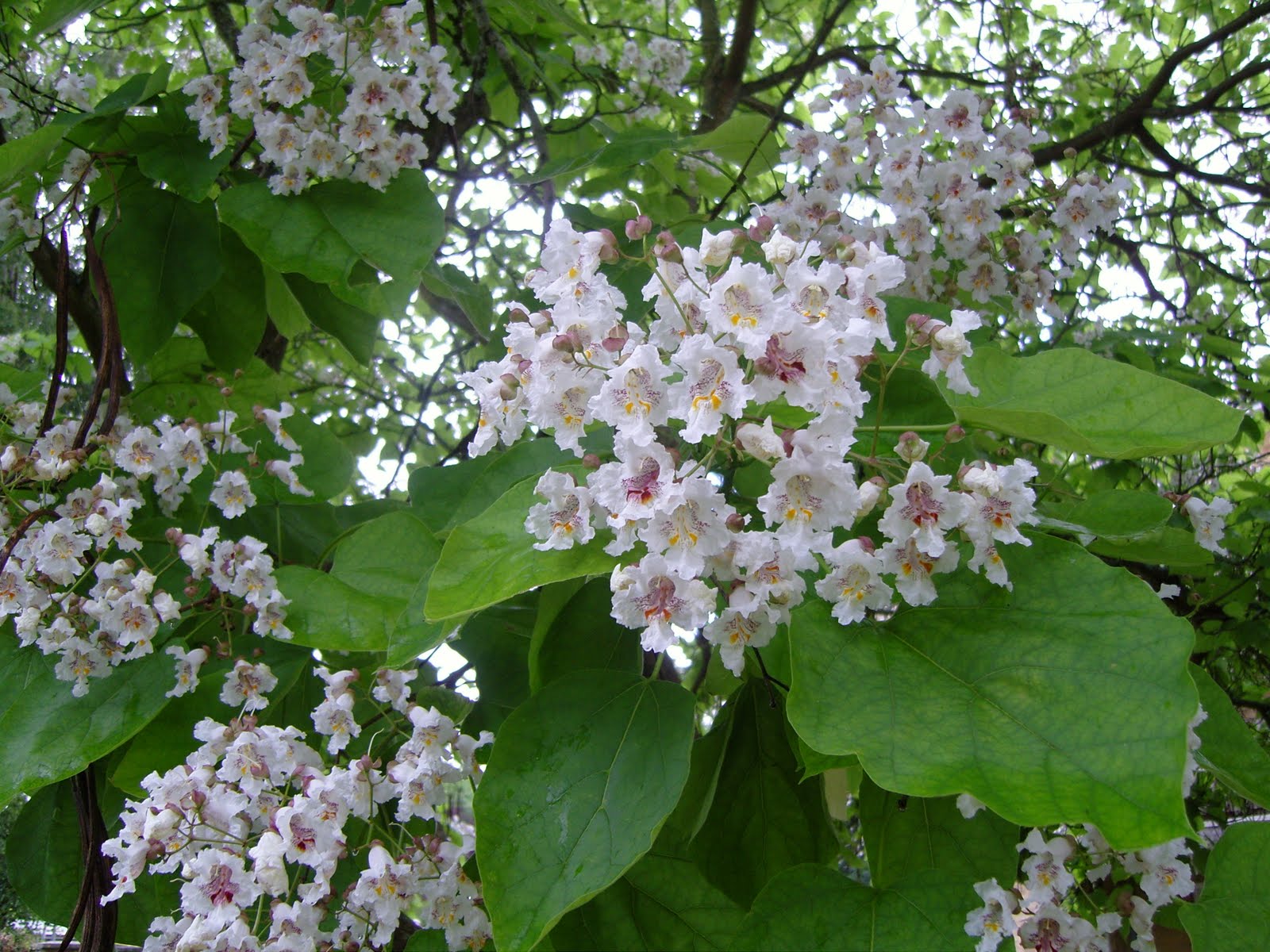 Beauty in small things: An African Orchid Tree in Farnborough
