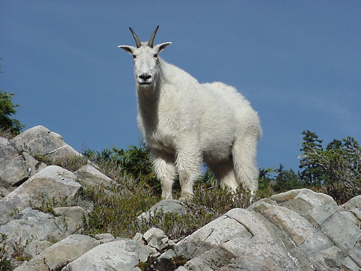 One Big Bad Wolf: Wildlife Wednesday: Sure-Footed