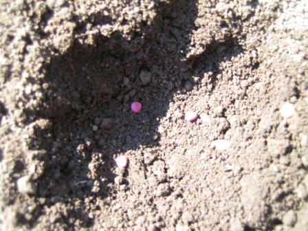 めざせ自給自足/ Lohas at Sugeo: Japanese Red Radish