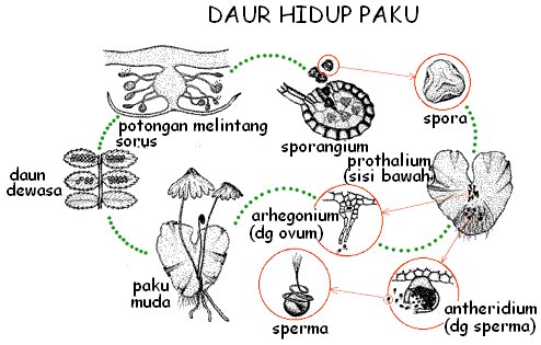 Point Blank: Januari 2013