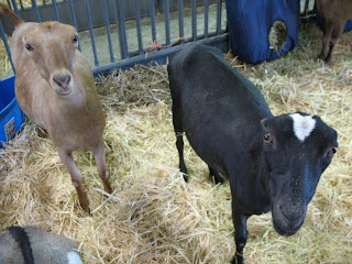 tmo photos: la mancha 'earless' goats