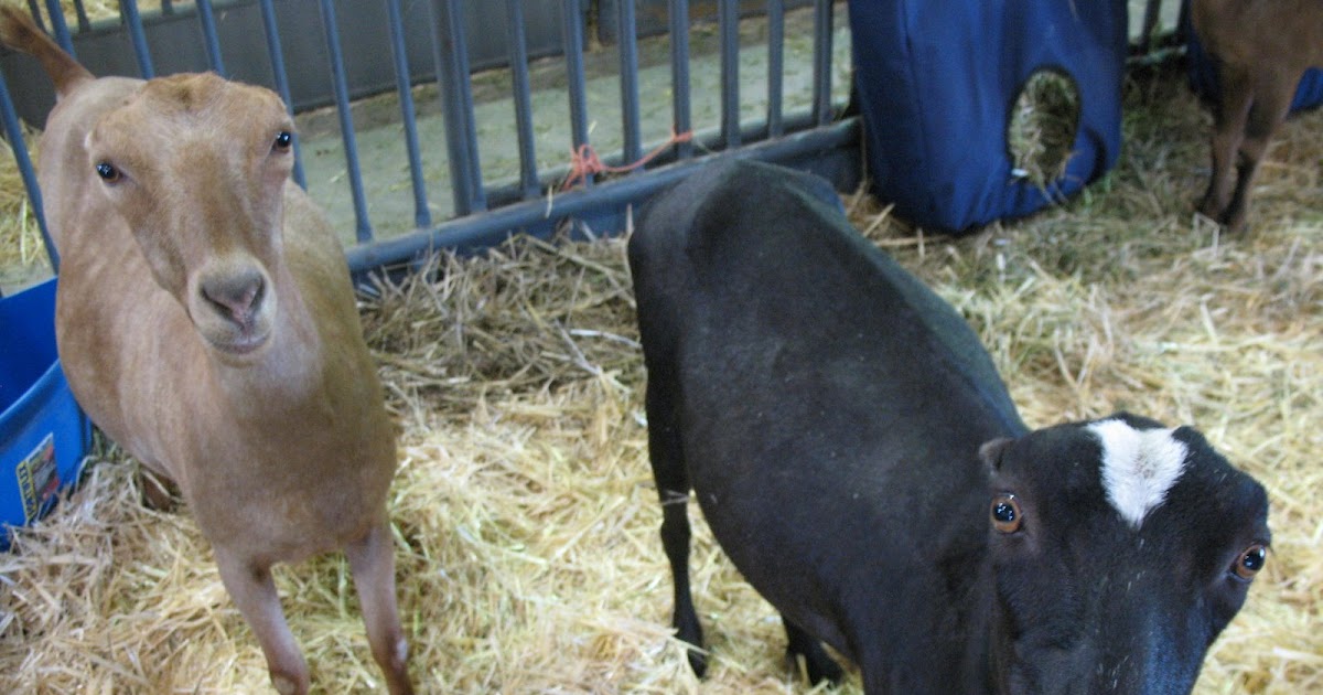 tmo photos: la mancha 'earless' goats