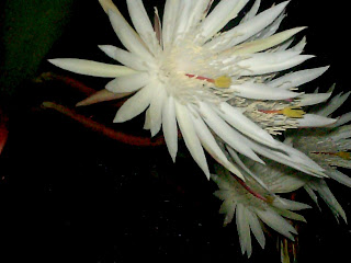 Ikan Pekasam, Cincalok dan kepoklekor....: Bunga Bakawali... mystical ...