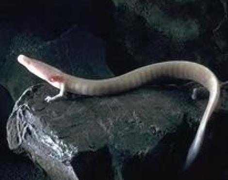 Olm