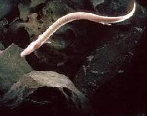Olm