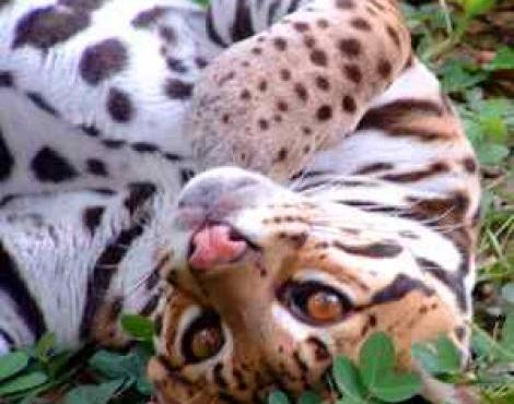 Dangerous of Wild Animals: Ocelot